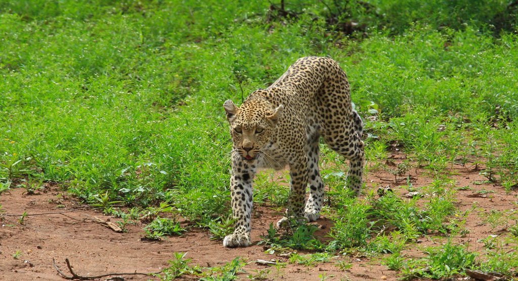 Farmhouse-Pan-Leopard-banner – Ntsiri